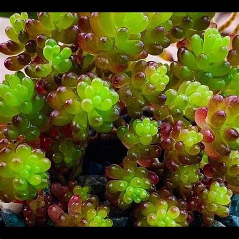 Full Pots Vibrant Colored Sedum Rubrotinctum ‘mini Me Etsy
