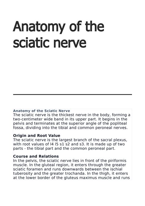 Anatomy Of Sciatic Nerves Anatomy Of The Sciatic Nerve Anatomy Of The