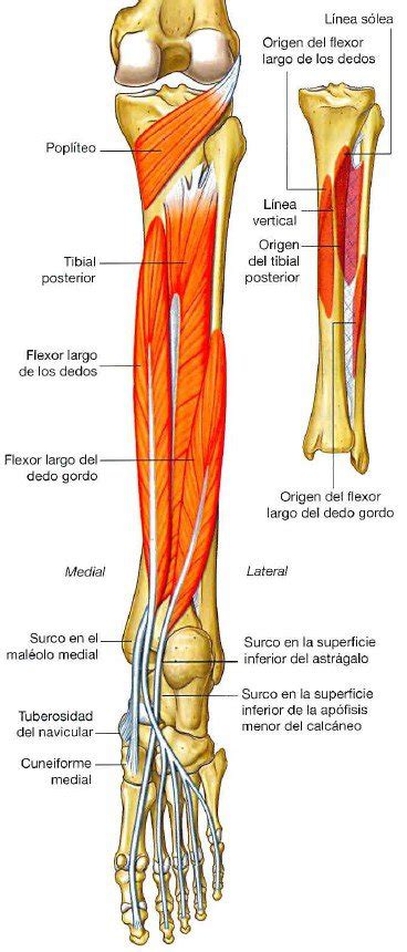Anatomía De La Pierna Músculos Y Tendones Anatomía De Los