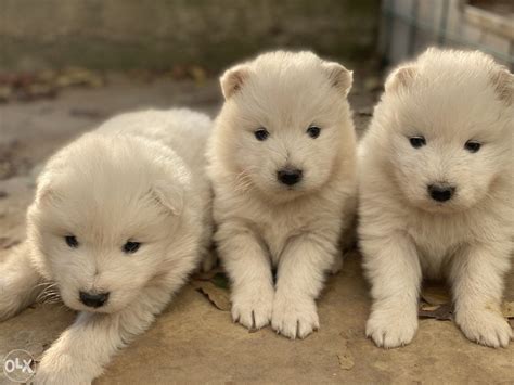 Sibirski Samojed Psi I Štenad Olxba
