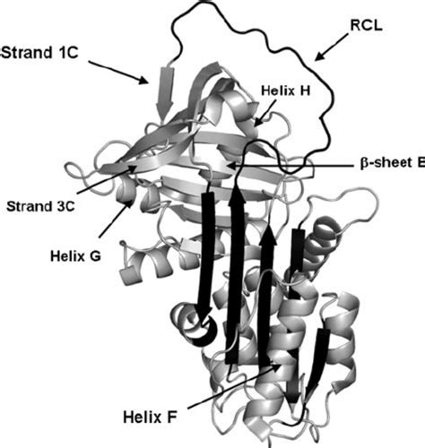 Crystal Structure Of The Active Metastable Form Of ␣ 1 At Protein
