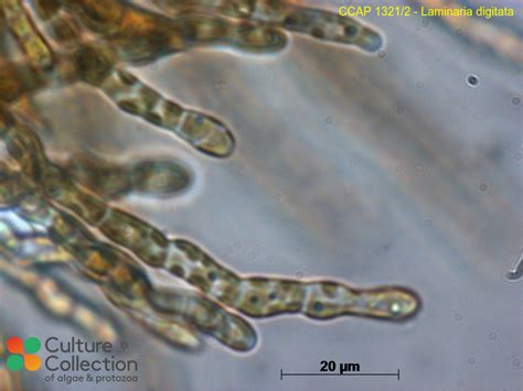 Laminaria digitata