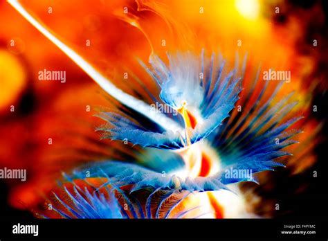 A Blue Christmas Tree Worm Spawning Releasing Eggs Sperm On A Yellow Coral Background Stock