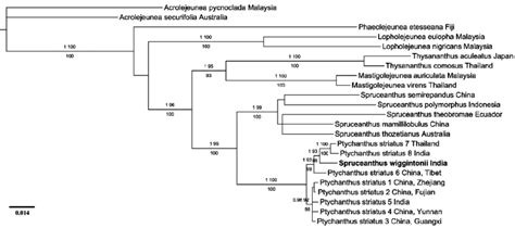 Majority Consensus Trees From The Bayesian Analysis Based On The