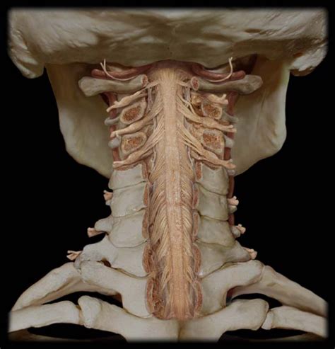 Cervical Spinal Cord Diagram Quizlet