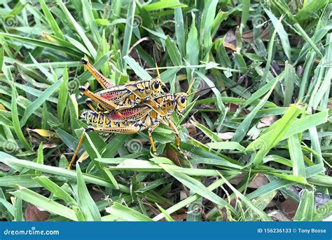 Eastern Lubbers Mating On Grass Stock Image Image Of Lubber Mating 156236133