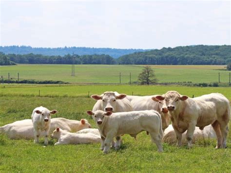 Charolais El Potrero Costa Rica