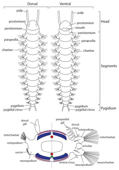 Polychaeta Diagram