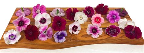 Dianthus Gourmet Sweet Botanicals