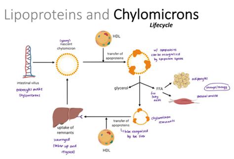 Cellular Metabolism Flashcards Quizlet