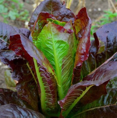 Super Red Romaine Lettuce Seeds 40 Days Etsy