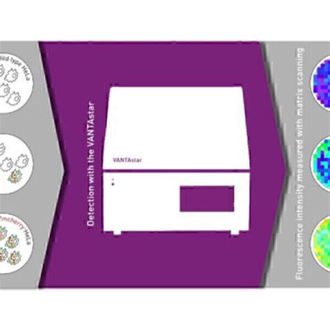 Quantifying Transfection Efficiency Without Microscopy Labmate Online