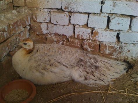 Green Embreld Peacock For Sale 03335131648 Black Shoulder Peacock
