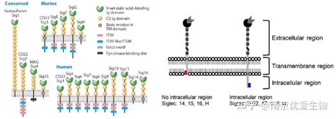 退！退！退！肿瘤治疗潜在靶点 Siglec家族蛋白 知乎