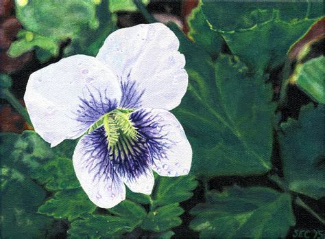 Canada Violet Note Card Sylvia Casbourn