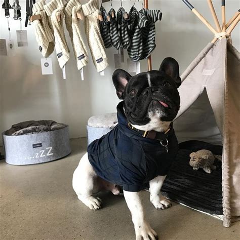 The Best Dog Clothing Brands For Stylish Pet Clothes Dog Clothing