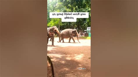 දරුවන් කුස දරා දිය නෑමටයන අලි අම්මලා සැමට පත්තිනි දෙවි පිහිටයිpregnant