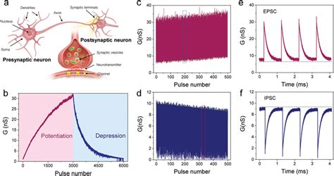 Characterizations Of Artificial Synaptic Behaviors A Schematic