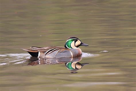 トモエガモ我孫子野鳥を守る会
