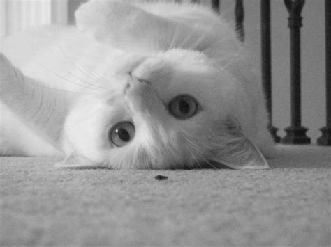 Luna Bug By Loudmouthedgirl On Deviantart