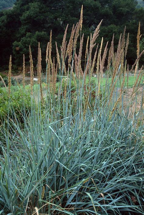 Canyon Prince Giant Wild Rye For Your Drought Tolerant Garden