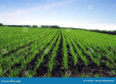 Rows Of Grass Stock Image Image Of Nature Summer Ecology 9759205