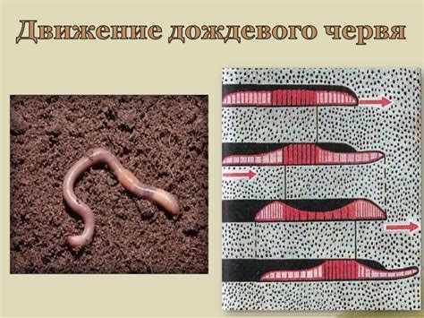 Дождевой червь презентация онлайн