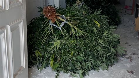 1 Million Cannabis Bust Related To The Ghost Crime App Au