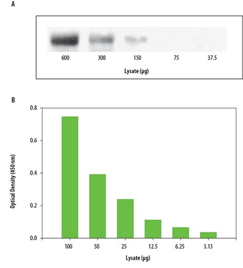 Recombinant Human Msp Mst1 Protein 352 Ms 010 Randd Systems