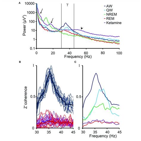 Gamma Eeg Oscillations Under The Effect Of Ketamine A Position Of