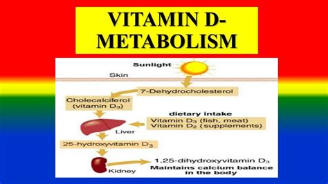 Vitamin D Metabolism Youtube
