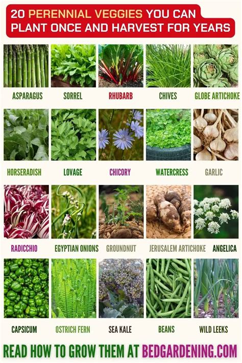 Perennial Vegetables Artofit
