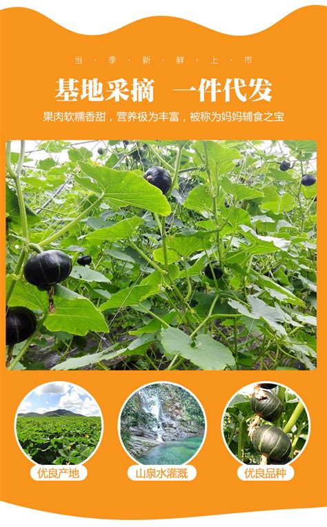 贝贝南瓜产地 贝贝南瓜产地原产地 第8页 大山谷图库