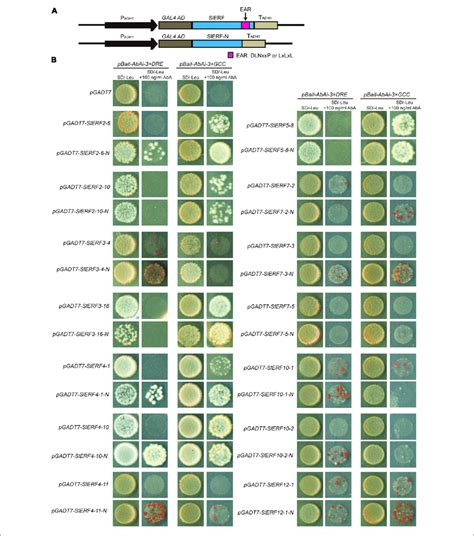 The Repressing Function Analysis Of The Ear Motif In Slerf Proteins