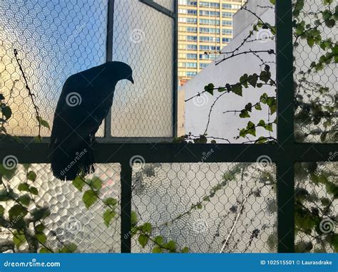 Bird Perched On An Ivy Lined Glass Windows Stock Image Image Of