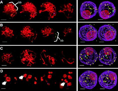Telomere Distribution At Pachytene And Diakinesis Sequential Color
