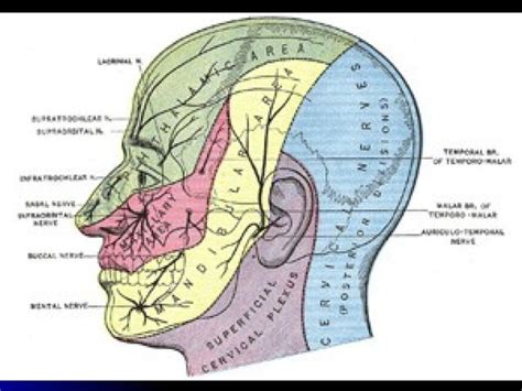 Trigeminal Nerve Mandibular Division Introduction