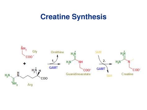 Amino Acids Involved In Creatine Synthesis At Frances Larsen Blog