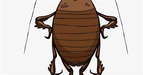 تفسير حلم مشاهدة الصراصير في المنام