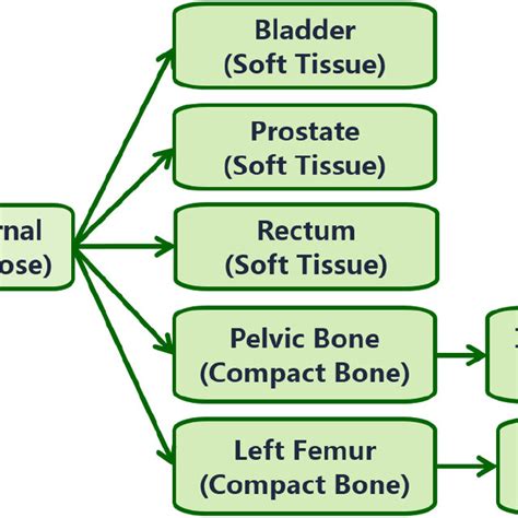 the hierarchical tree used to orderly assign μ for organs in pelvis download scientific diagram
