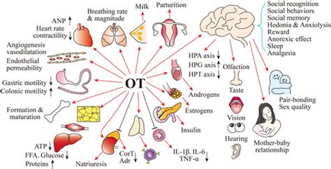 Full Article Neural Functions Of Hypothalamic Oxytocin And Its Regulation