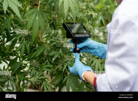 Scientist With Mask Checking Hemp Plants In A Greenhouse Concept Of