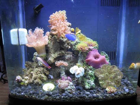 14g Biocube 2 Months Old Tank Shots Nano Reef Community