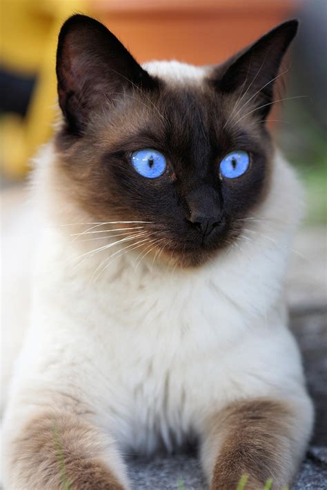 Siam Siamese Cat Domestic Free Photo On Pixabay