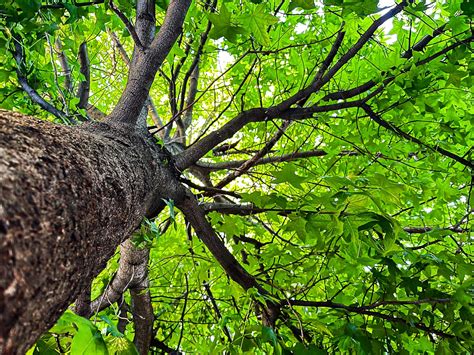 Unlocking Creativity Mastering Worms Eye View Photography Techniques