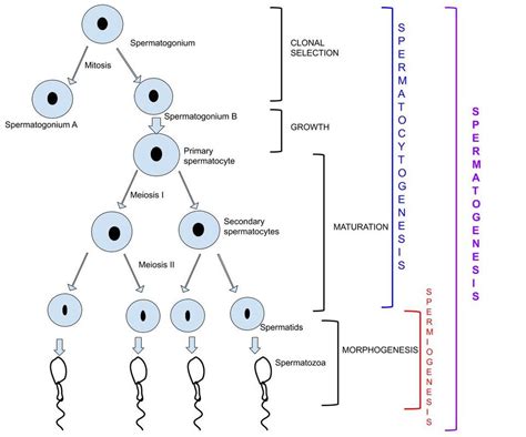 Human Reproduction Stages