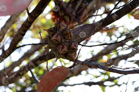 Bushy Yate Eucalyptus Lehmannii Fruits On A Tree Pix Sanjiv Shukla