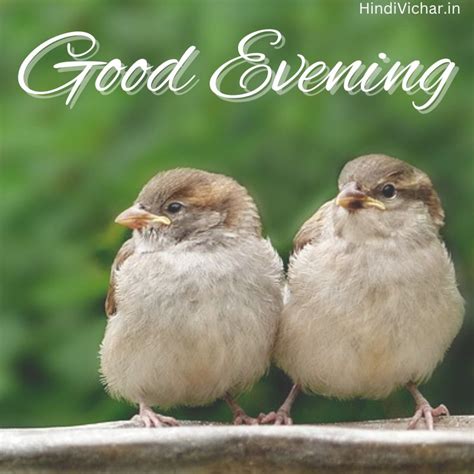 Beautiful Good Evening Hd Images With Wishes For Whatsapp