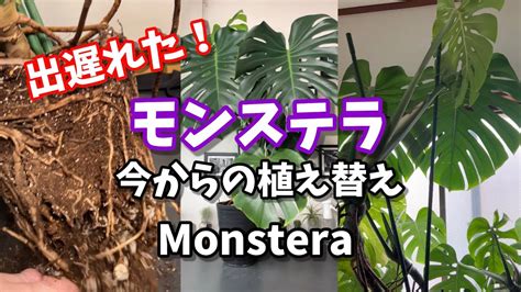出遅れた！モンステラ、今からの植え替え Monstera 観葉植物 Houseplants モンステラ 植え替え Youtube