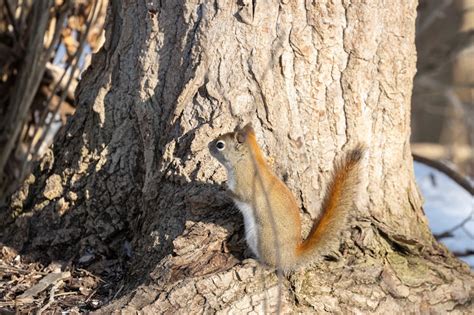 Pine Squirrel Images Free Download On Freepik